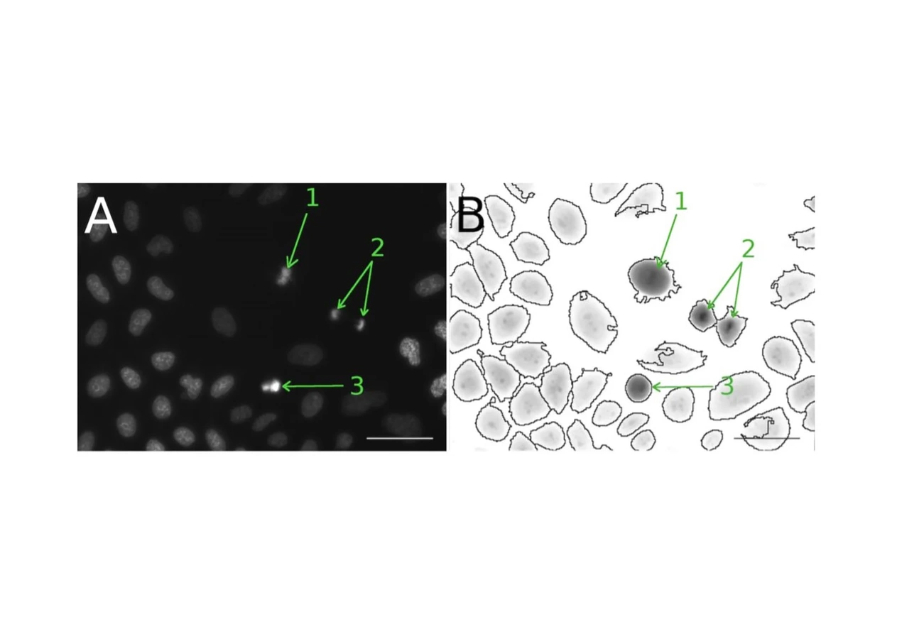 Determination of miotic phase of cells using Phasics QPI camera