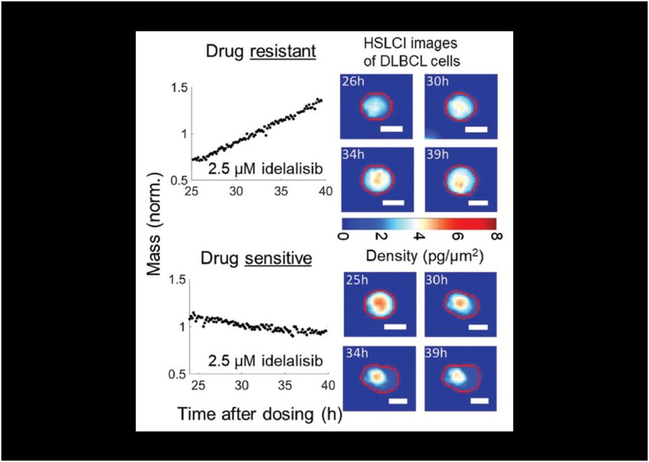 Single cell biomass tracking using Phasics quantitative phase imaging ...